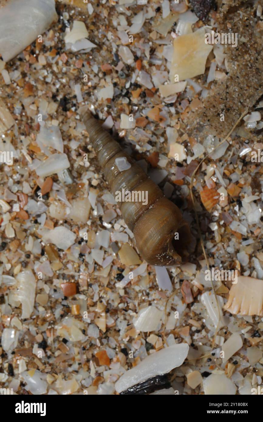 Common Tower Shell (Turritellinella tricarinata) Mollusca Stock Photo ...