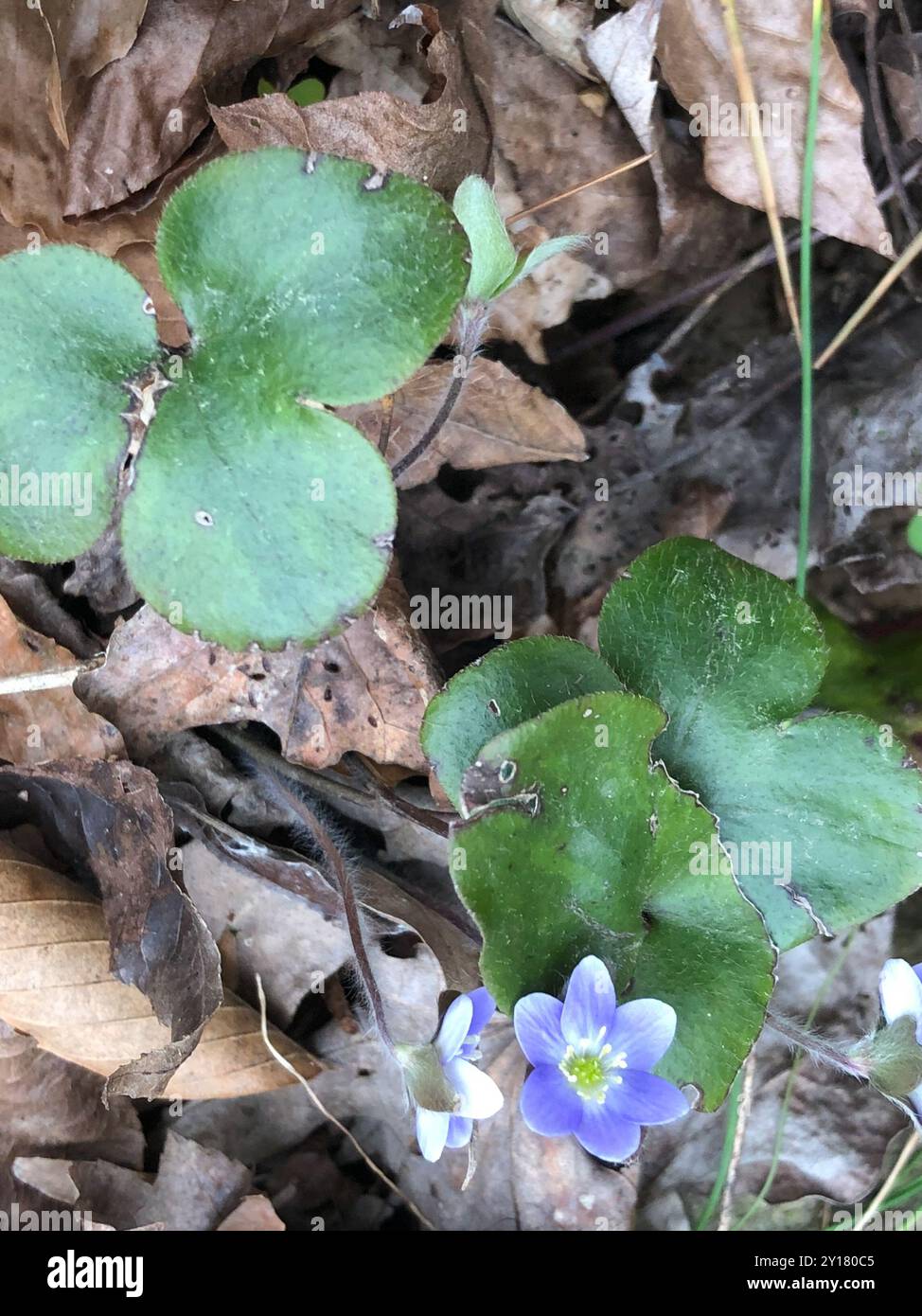 round-lobed hepatica (Hepatica americana) Plantae Stock Photo - Alamy