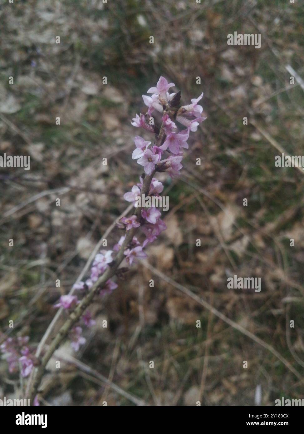 Mezereon (Daphne mezereum) Plantae Stock Photo - Alamy