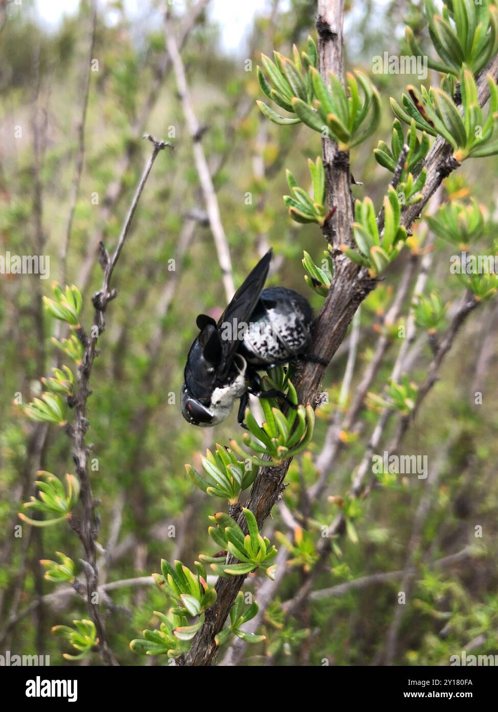 (Cuterebra lepusculi) Insecta Stock Photo - Alamy