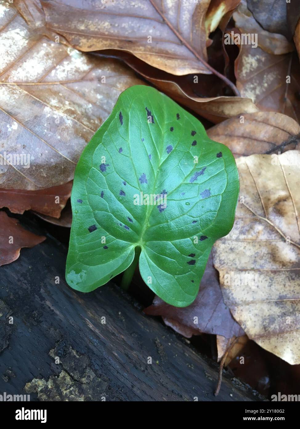 Cuckoo-pint (Arum maculatum) Plantae Stock Photo - Alamy