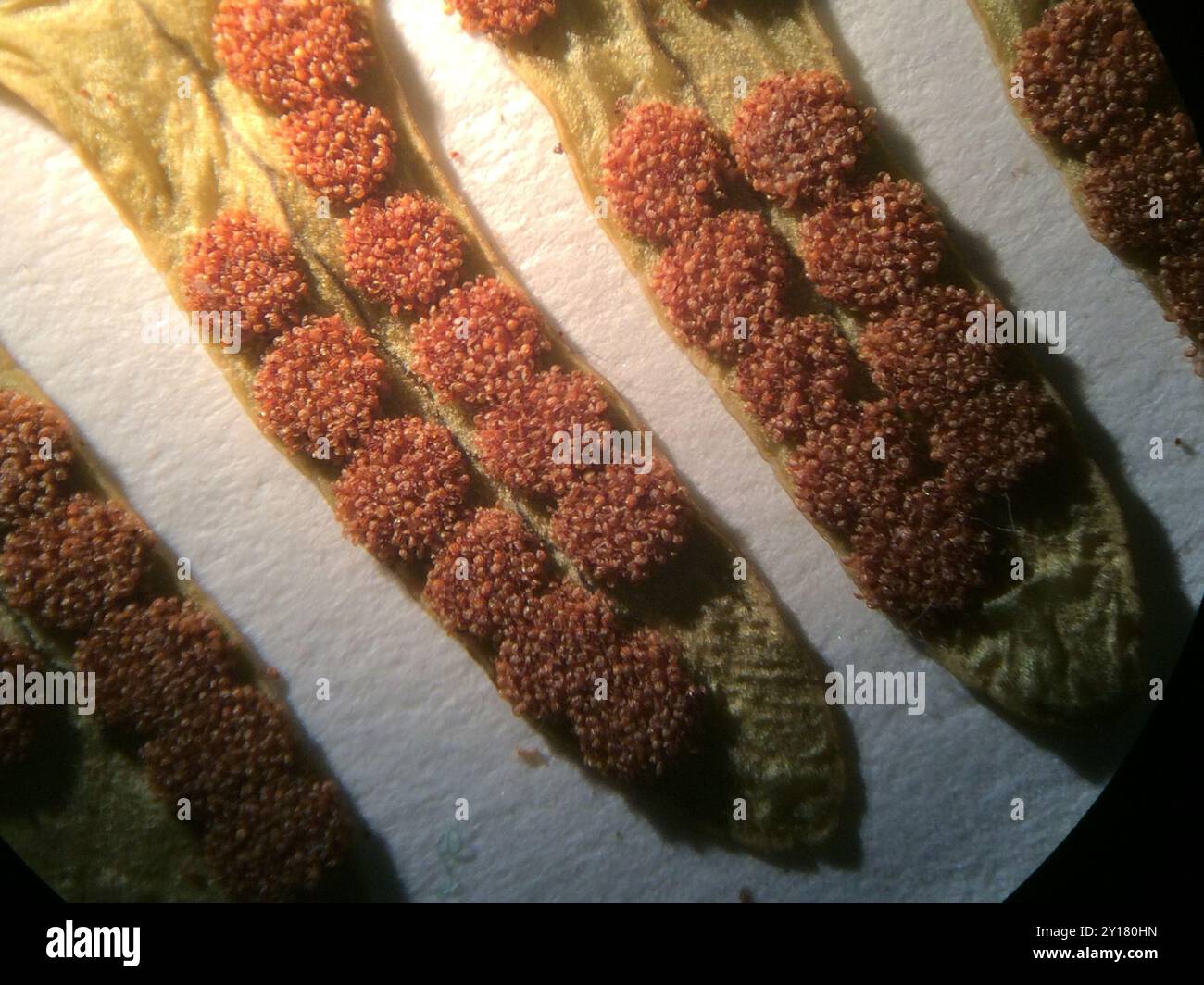 (Polypodium × incognitum) Plantae Stock Photo - Alamy