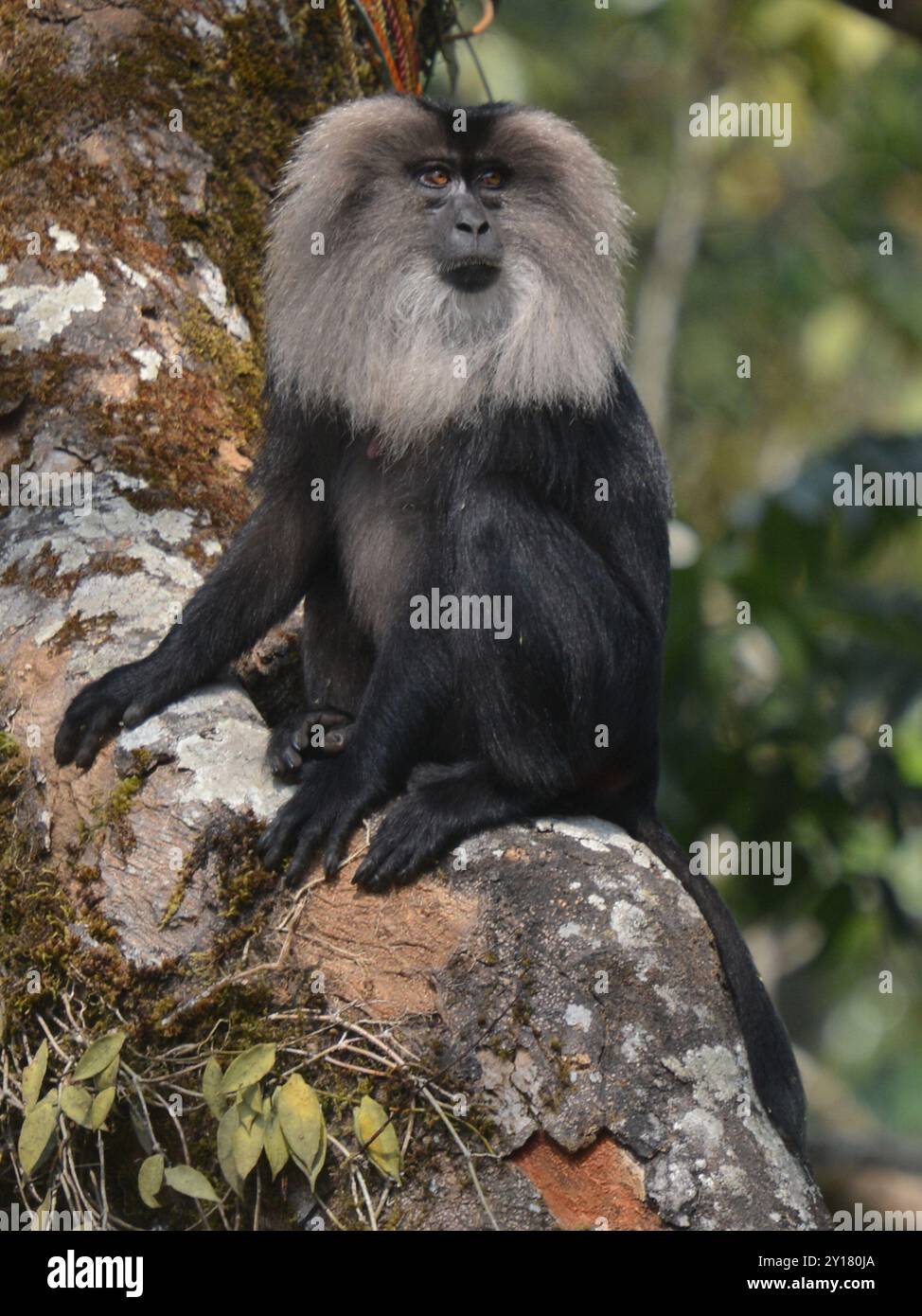 Lion-tailed Macaque (Macaca silenus) Mammalia Stock Photo - Alamy