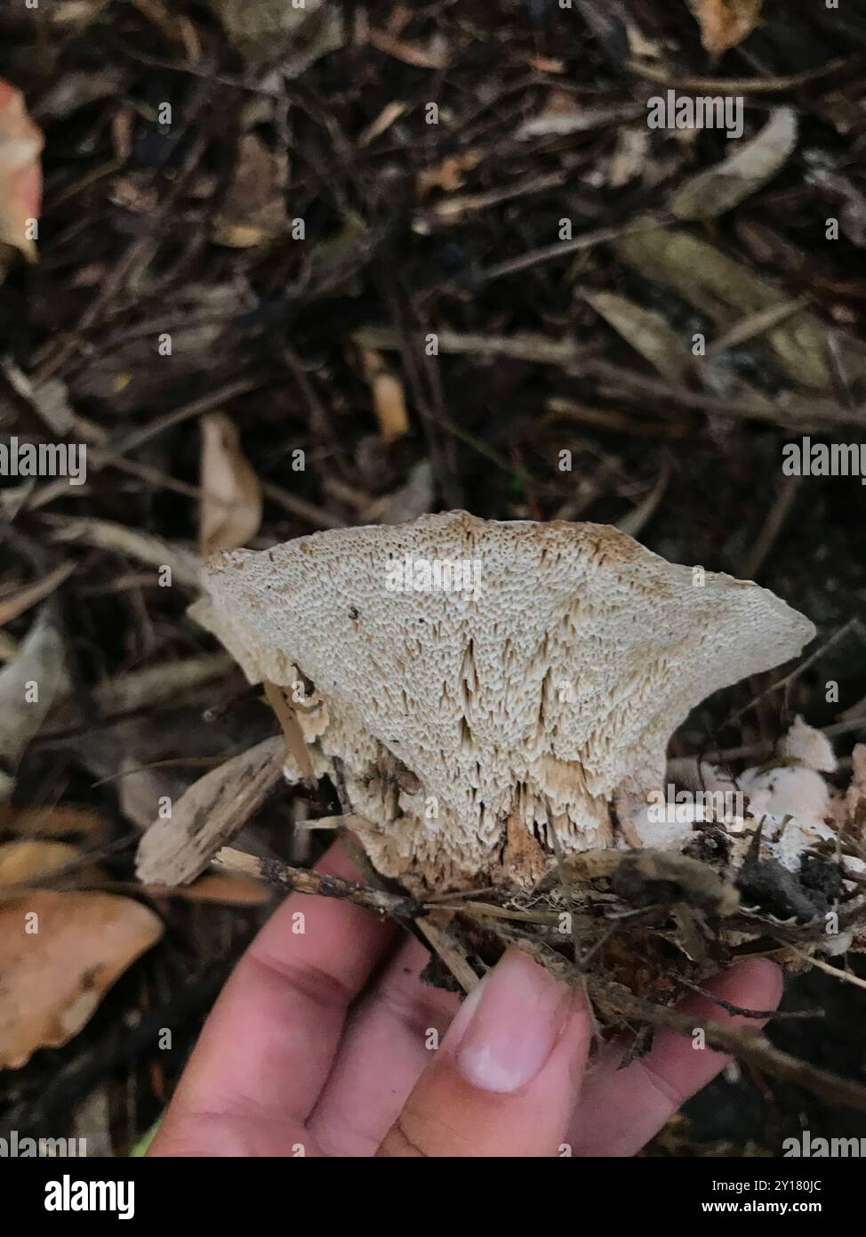 Blushing Rosette (Abortiporus biennis) Fungi Stock Photo - Alamy