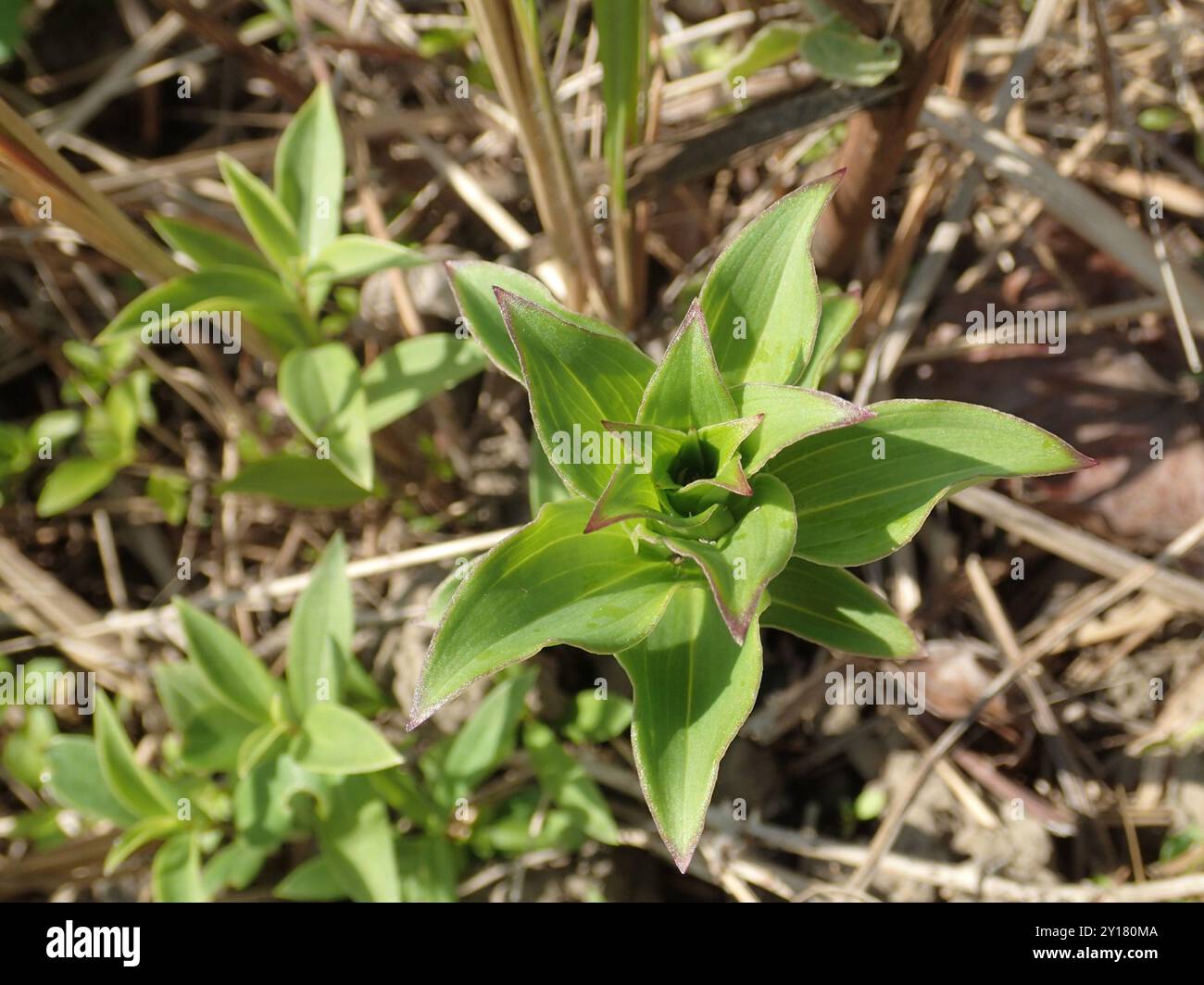 Chinese lily (Lilium brownii) Plantae Stock Photo - Alamy