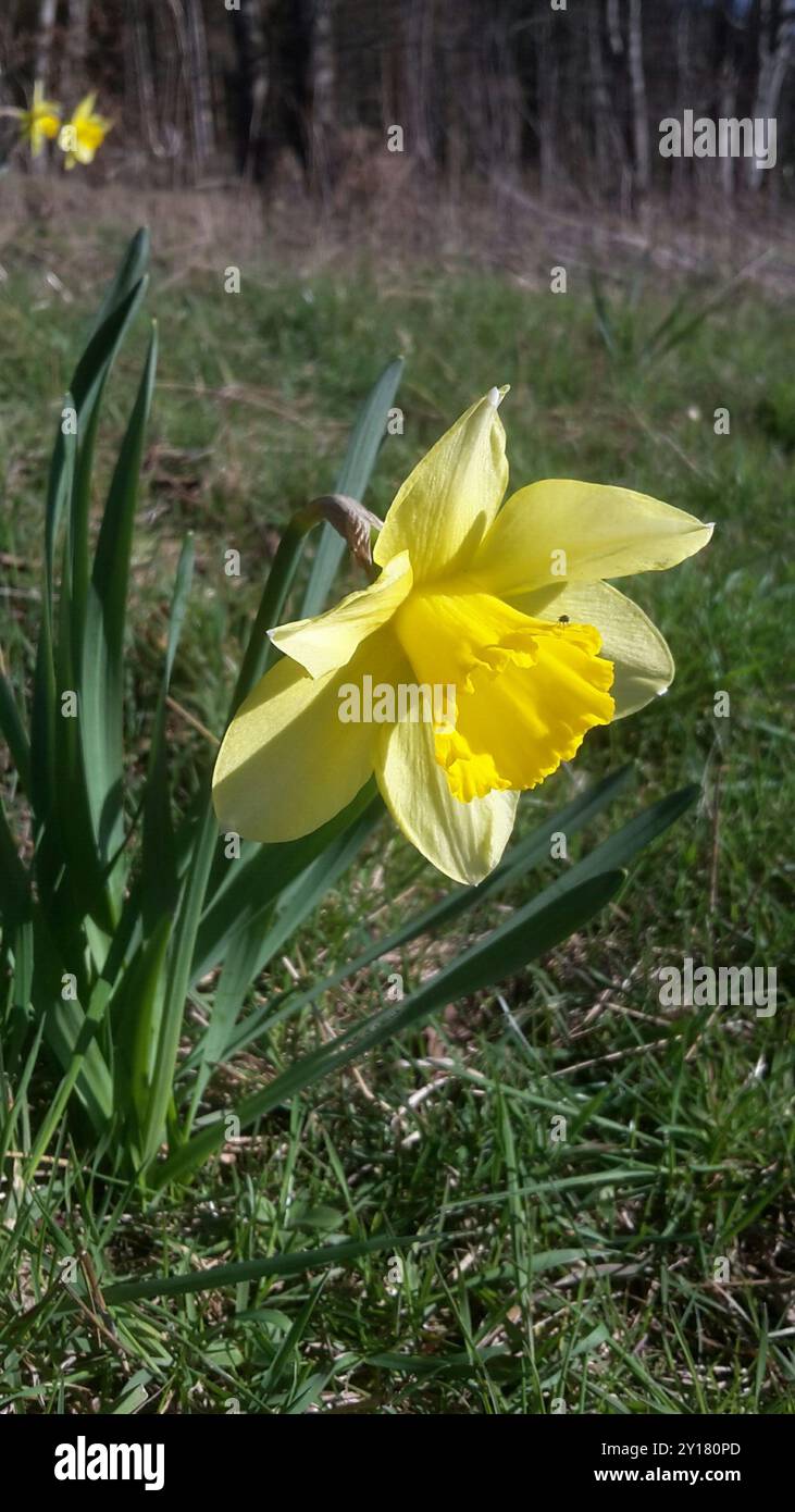 wild daffodil (Narcissus pseudonarcissus) Plantae Stock Photo - Alamy
