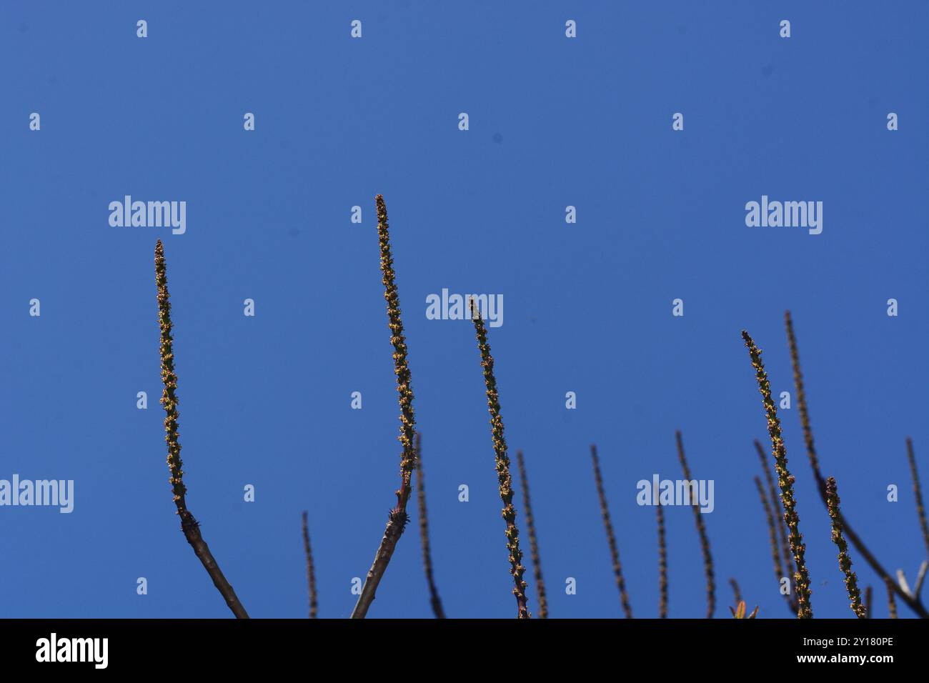 (Falconeria insignis) Plantae Stock Photo - Alamy
