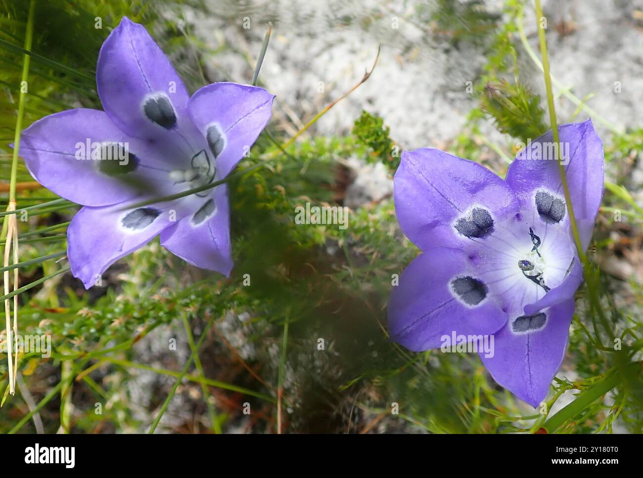 Blackrim Bell (Roella incurva) Plantae Stock Photo - Alamy