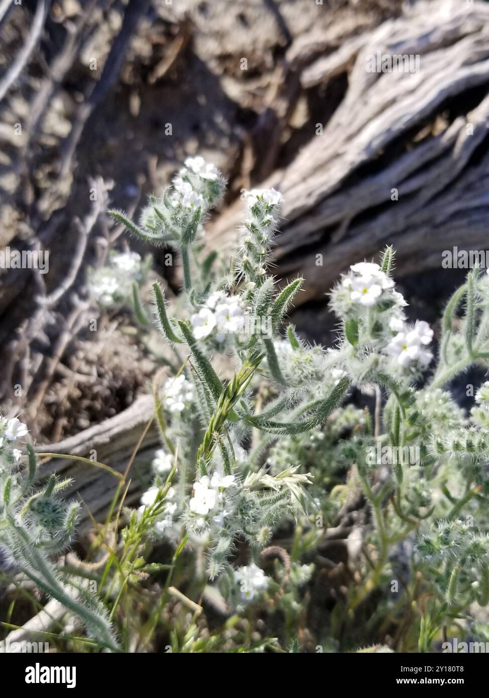 narrow-leaved cryptantha (Johnstonella angustifolia) Plantae Stock ...