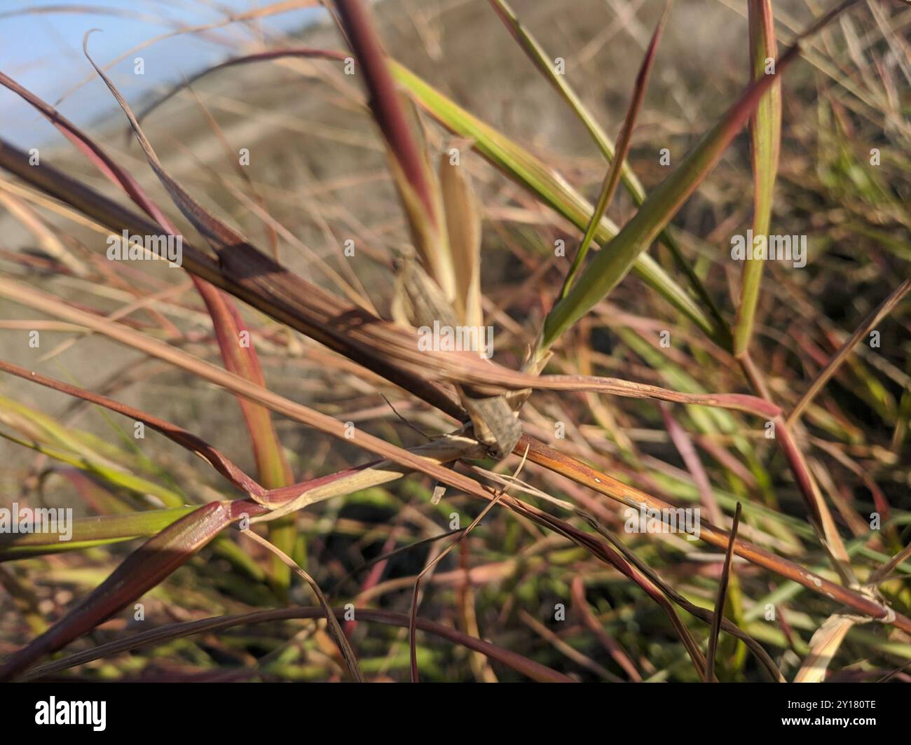 bristlegrasses, bluestems, paspalums, and allies (Panicoideae) Plantae ...