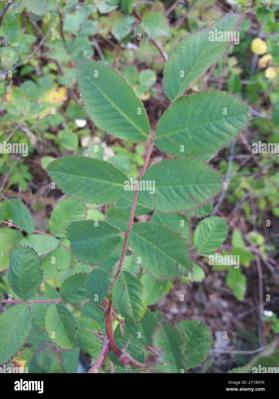Nootka rose (Rosa nutkana) Plantae Stock Photo - Alamy