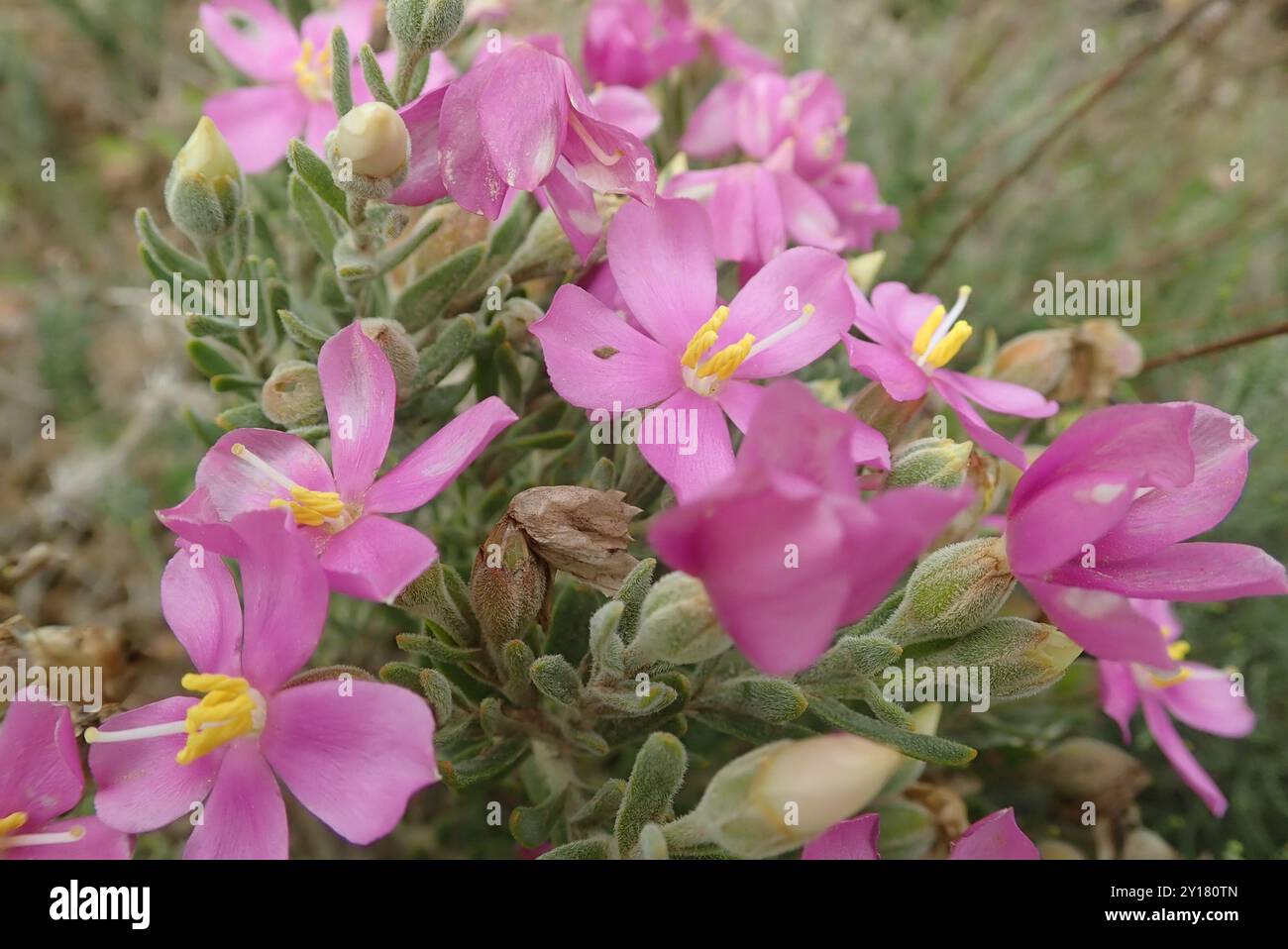 Sea Rose (Orphium frutescens) Plantae Stock Photo - Alamy