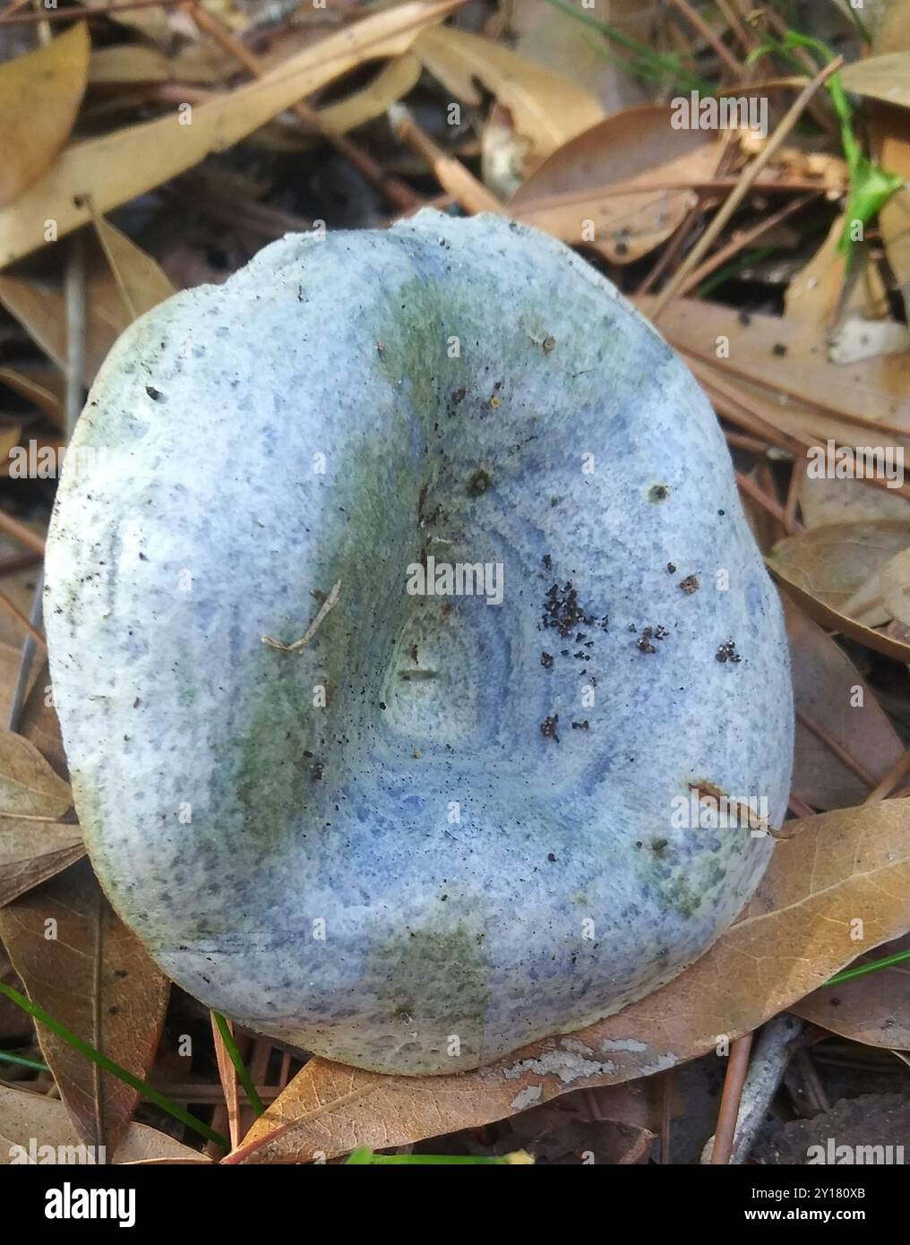 indigo milk cap (Lactarius indigo) Fungi Stock Photo - Alamy