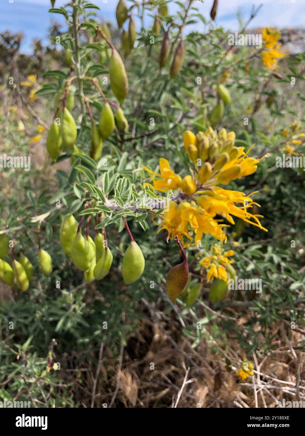 Bladderpod (Cleomella arborea) Plantae Stock Photo - Alamy