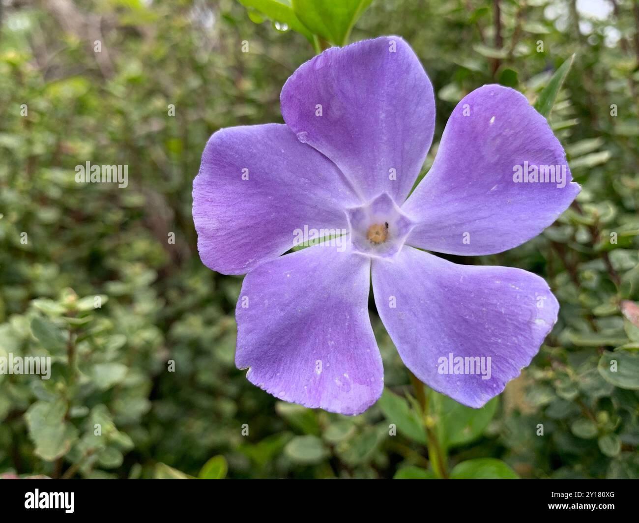 greater periwinkle (Vinca major) Plantae Stock Photo - Alamy