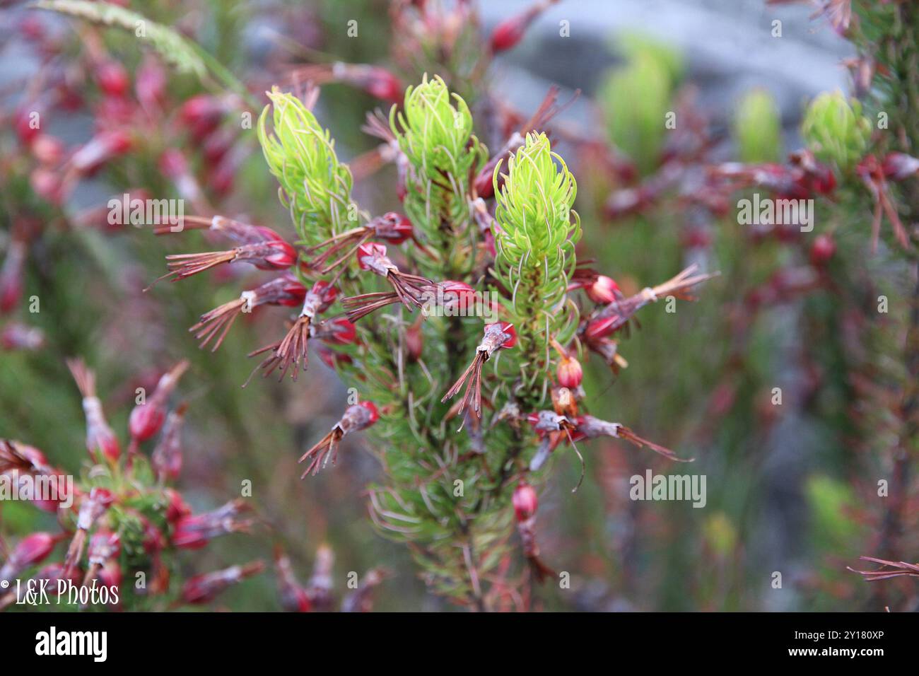 Browntongue Hangertjie (Erica plukenetii plukenetii) Plantae Stock ...