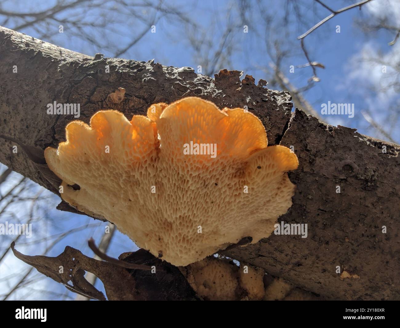 hexagonal-pored polypore (Neofavolus alveolaris) Fungi Stock Photo - Alamy