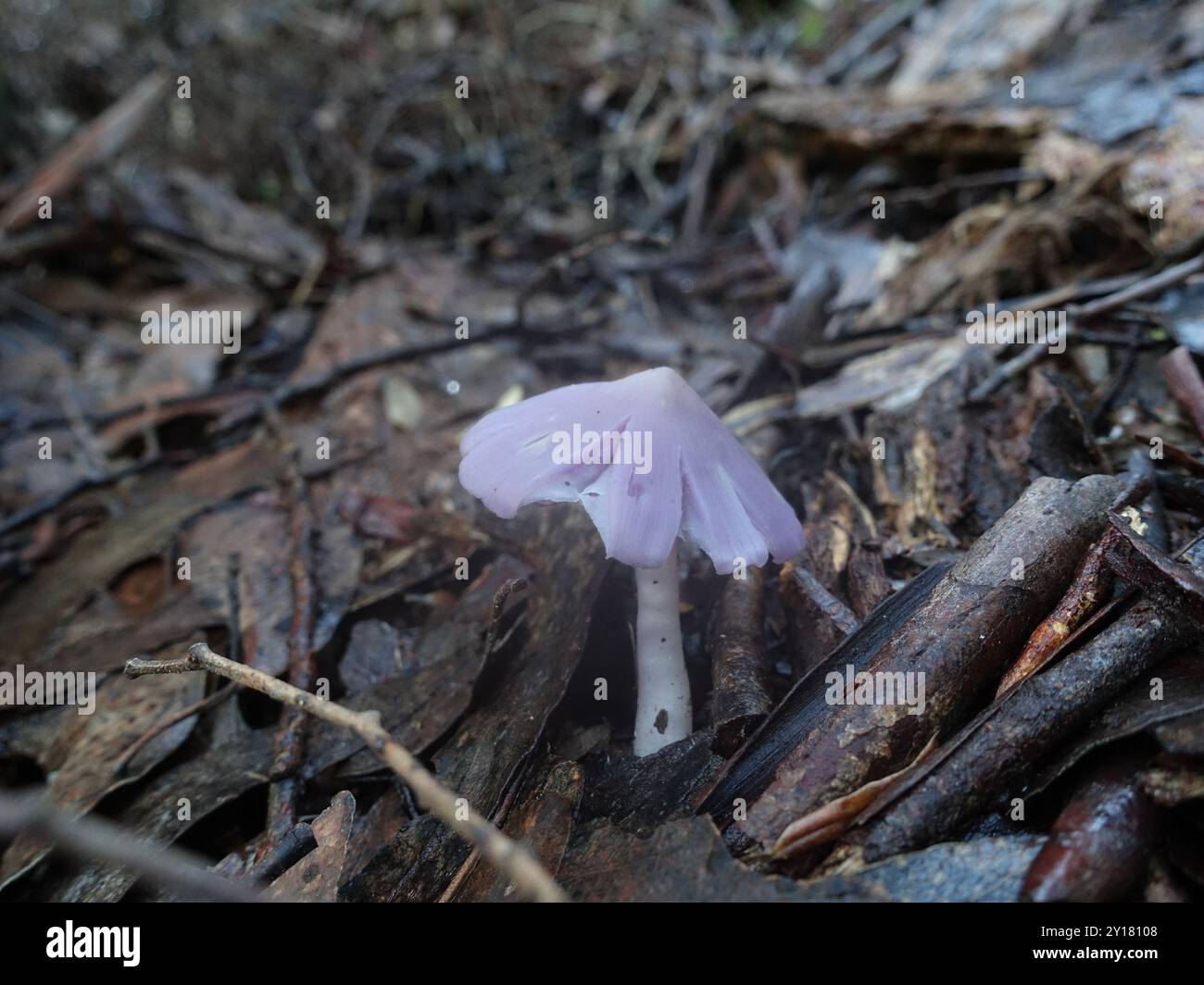 mauve splitting waxcap (Porpolomopsis lewelliniae) Fungi Stock Photo ...