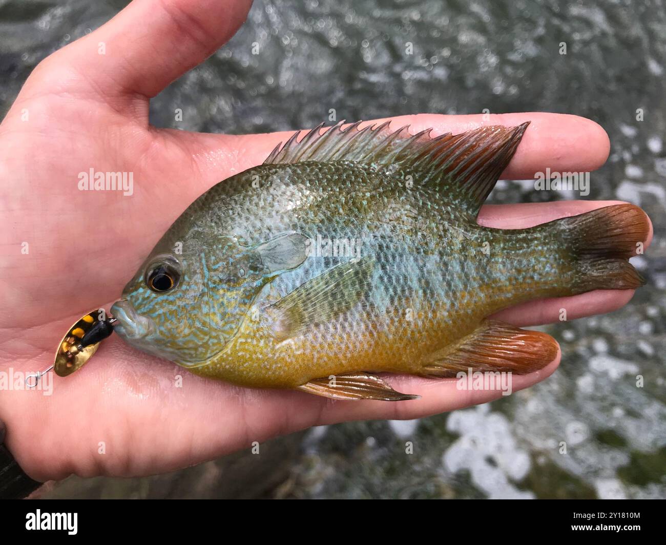 Longear Sunfish Complex (Lepomis megalotis) Actinopterygii Stock Photo ...