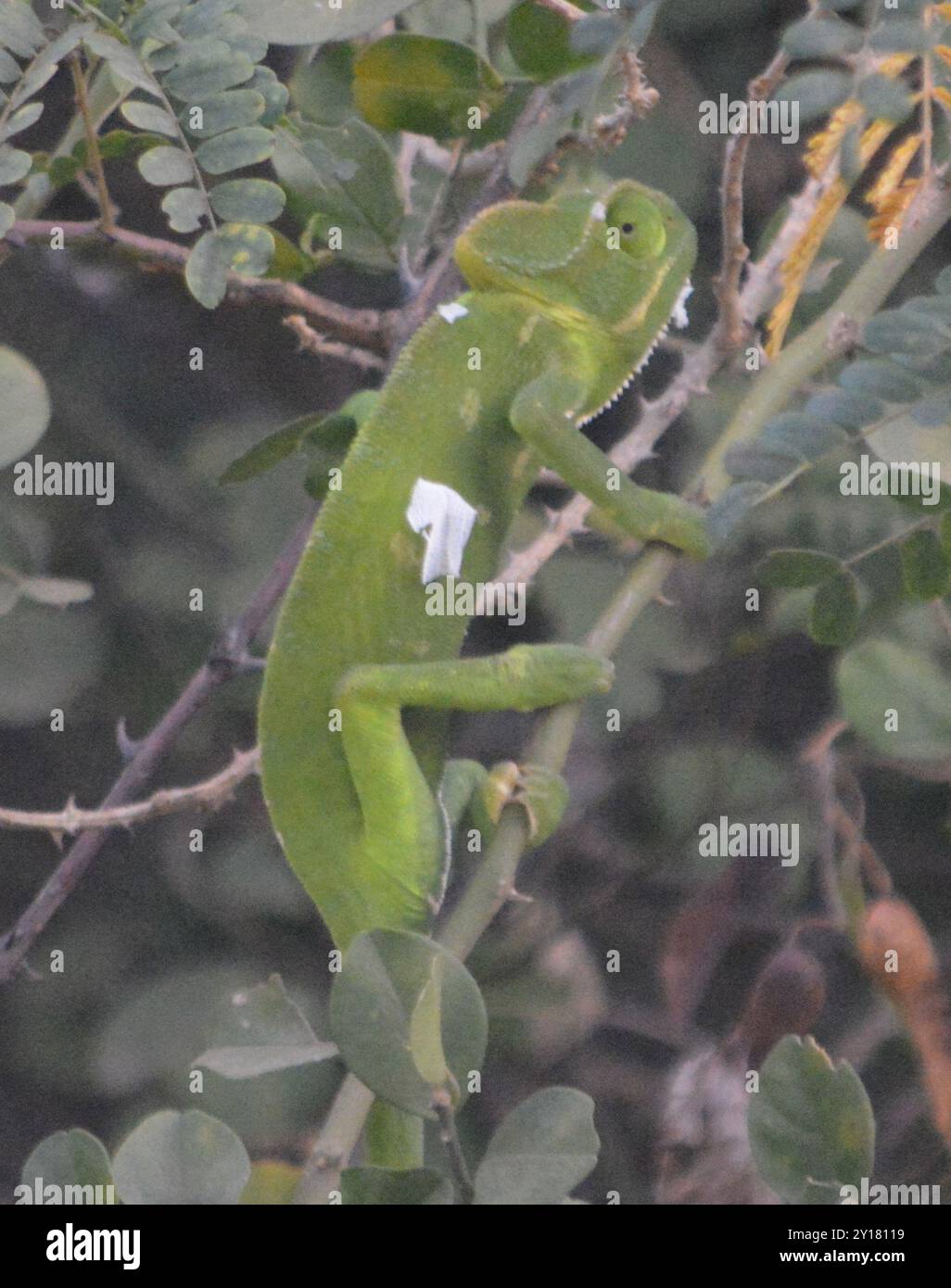 Indian Chameleon (Chamaeleo zeylanicus) Reptilia Stock Photo - Alamy
