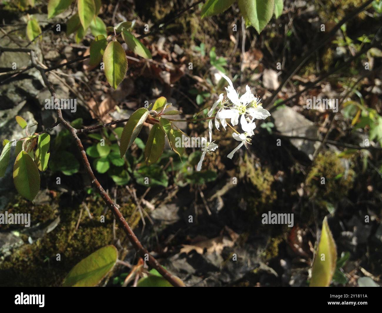 common serviceberry (Amelanchier arborea) Plantae Stock Photo - Alamy