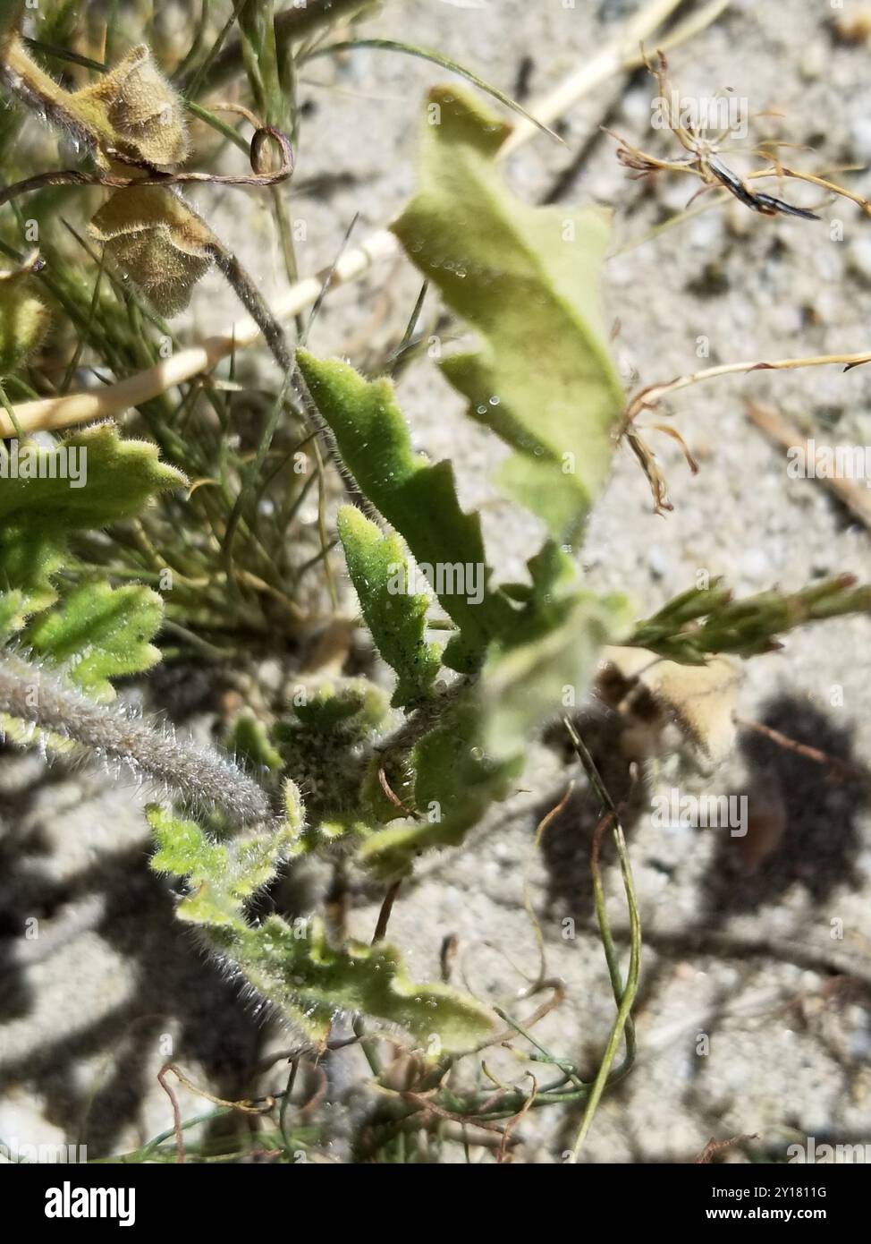 Notch-leaf Scorpionweed (Phacelia crenulata) Plantae Stock Photo - Alamy