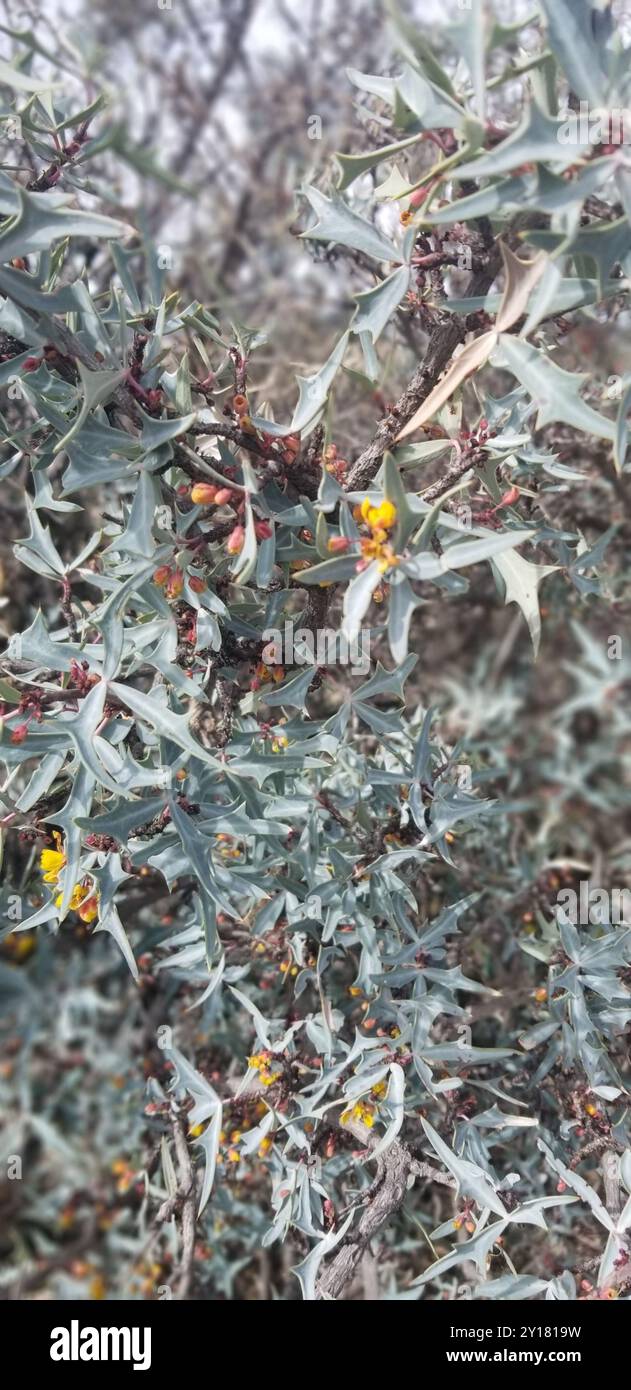 Agarita (Berberis trifoliolata) Plantae Stock Photo - Alamy