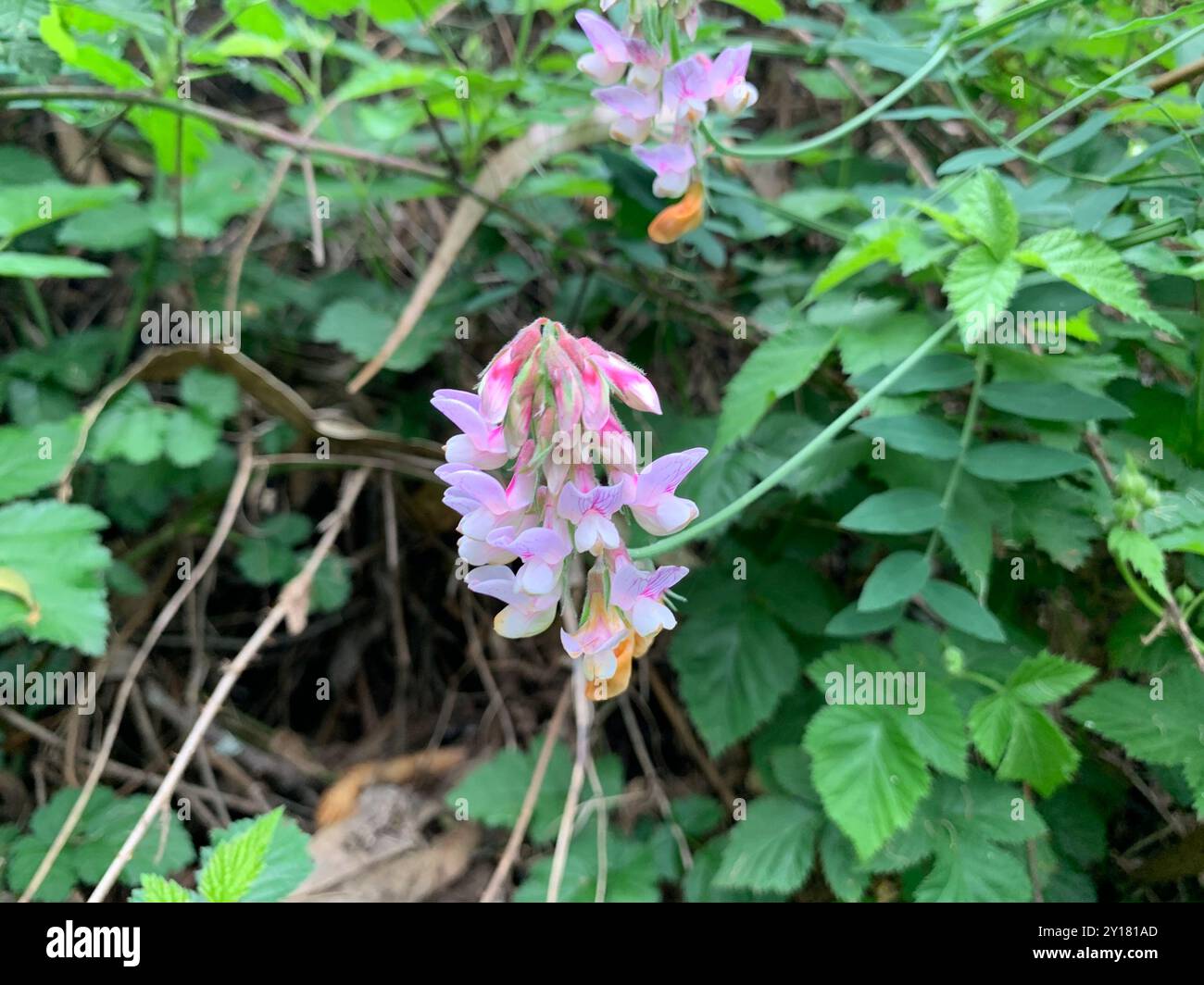Pacific pea (Lathyrus vestitus) Plantae Stock Photo - Alamy