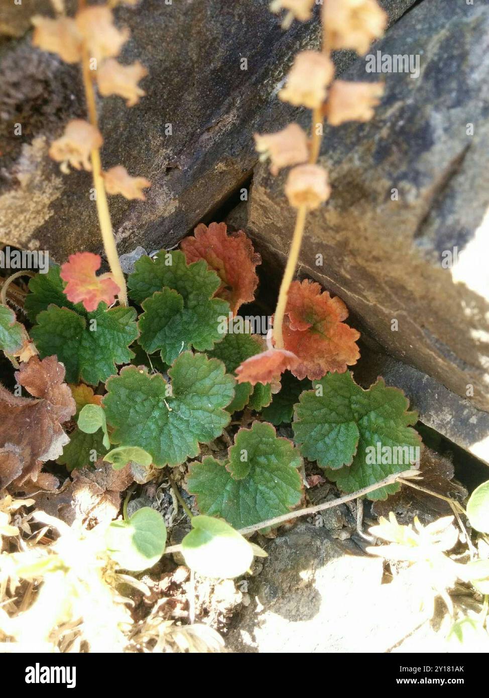 Elmera hi-res stock photography and images - Alamy