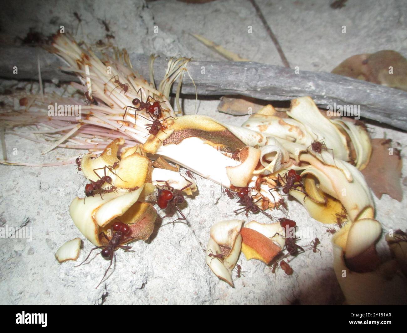 Atta laevigata hi-res stock photography and images - Alamy