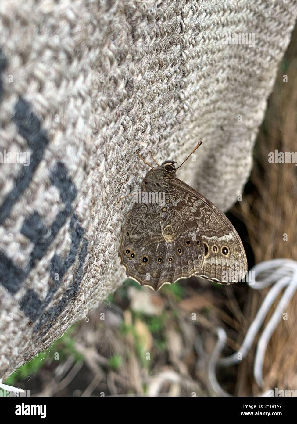 (Neope muirheadii nagasawae) Insecta Stock Photo - Alamy