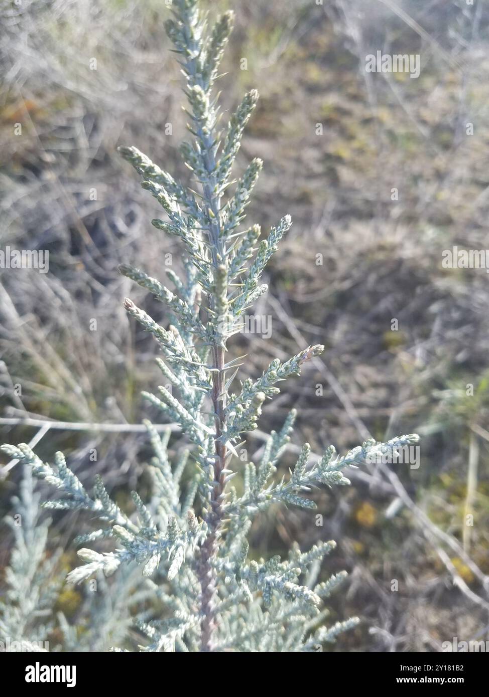 western juniper (Juniperus occidentalis) Plantae Stock Photo - Alamy