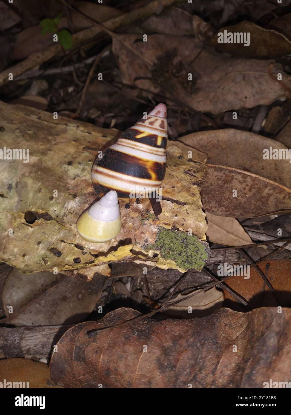 Florida Tree Snail (Liguus fasciatus) Mollusca Stock Photo - Alamy
