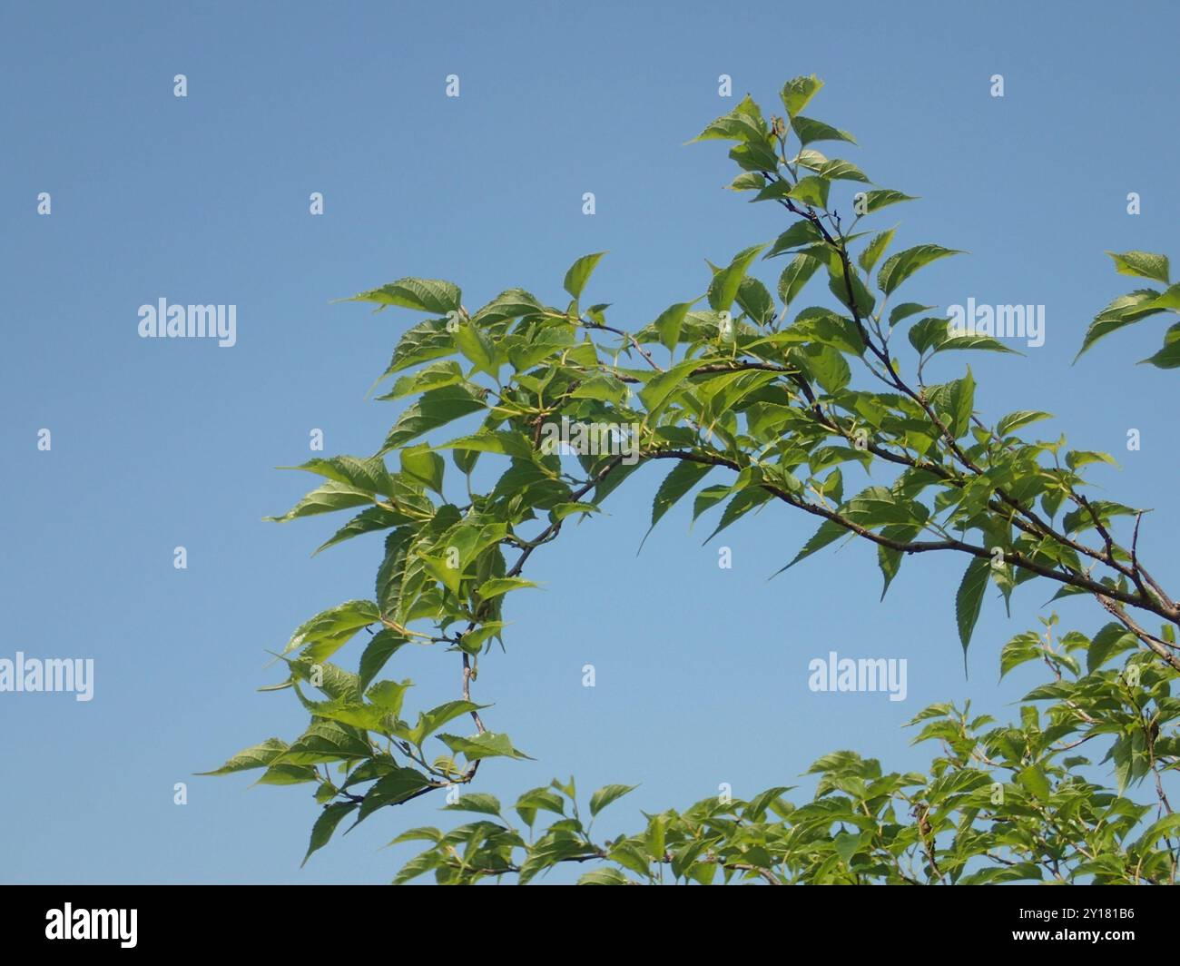 Korean mulberry (Morus indica) Plantae Stock Photo - Alamy