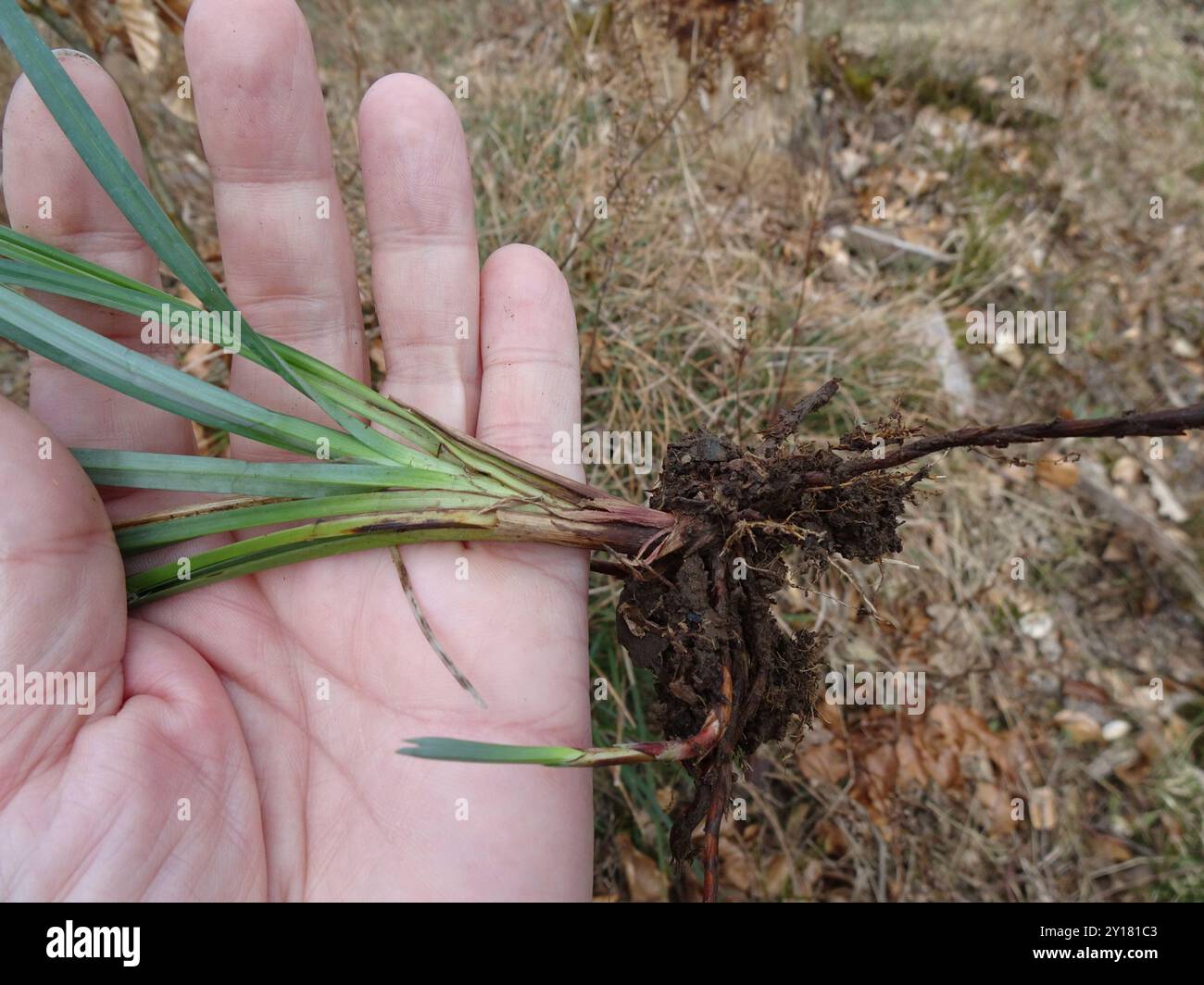 lesser pond sedge (Carex acutiformis) Plantae Stock Photo - Alamy