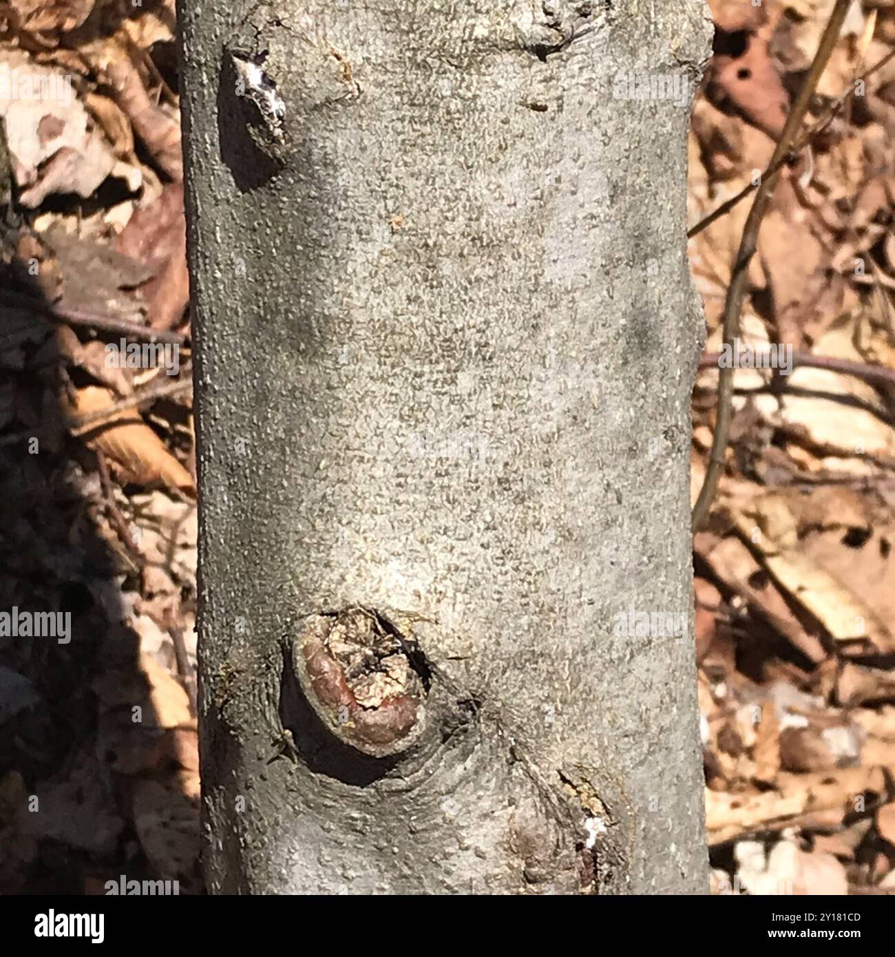 Beech Scale (Cryptococcus fagisuga) Insecta Stock Photo - Alamy