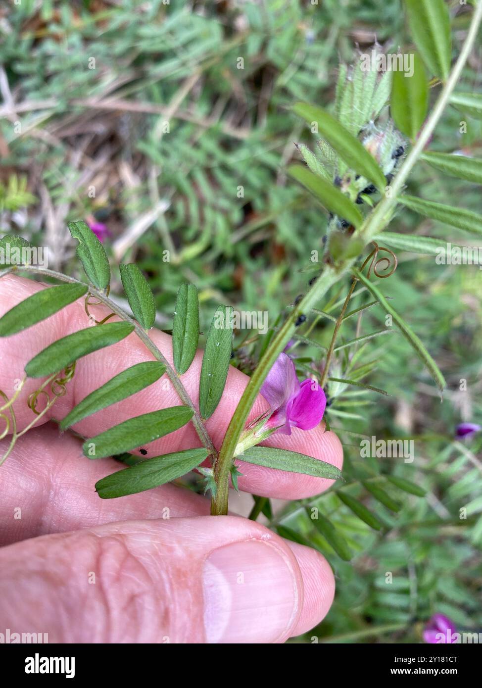 Common Vetch (Vicia sativa) Plantae Stock Photo - Alamy