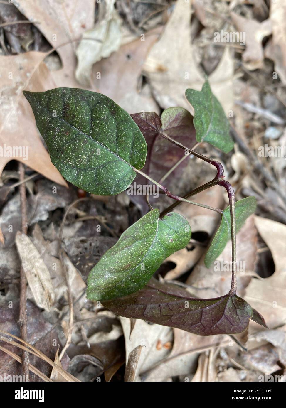 cross vine (Bignonia capreolata) Plantae Stock Photo - Alamy