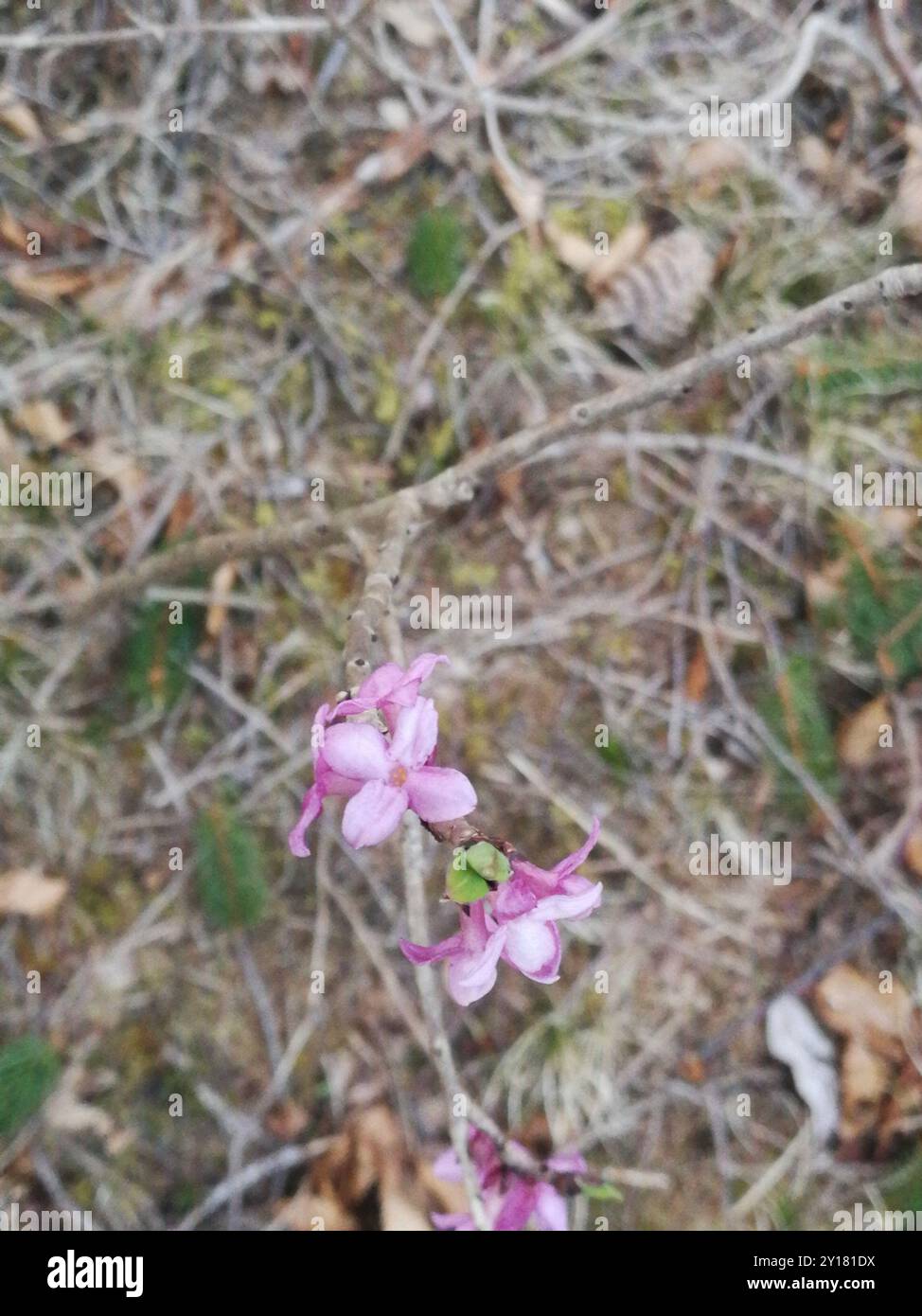 Mezereon (Daphne mezereum) Plantae Stock Photo - Alamy