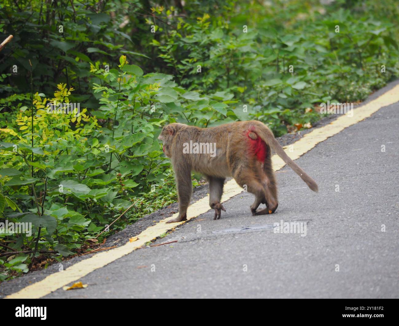 Formosan Rock Macaque (Macaca cyclopis) Mammalia Stock Photo - Alamy