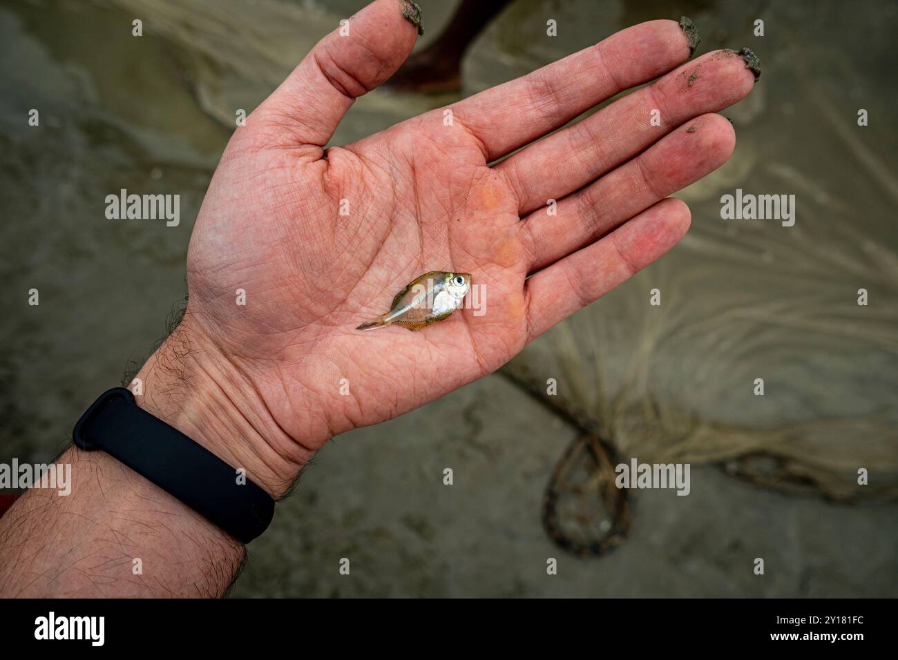 Siamese glassfish chanda ranga indian glass fish at palm hand ...
