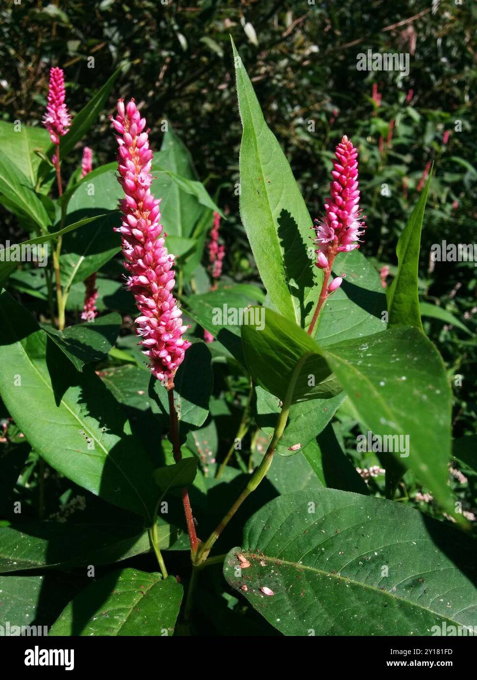 longroot smartweed (Persicaria amphibia emersa) Plantae Stock Photo - Alamy