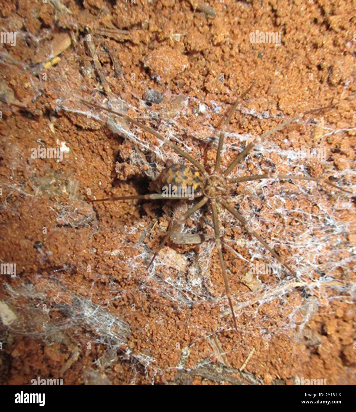 Northern Violin Spider (Loxosceles simillima) Arachnida Stock Photo - Alamy