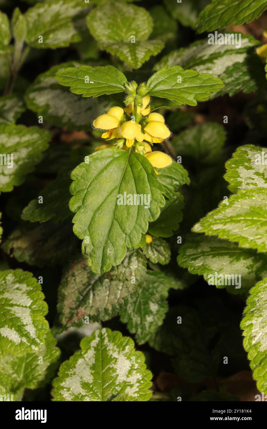 Variegated Yellow Archangel (Lamium galeobdolon argentatum) Plantae ...