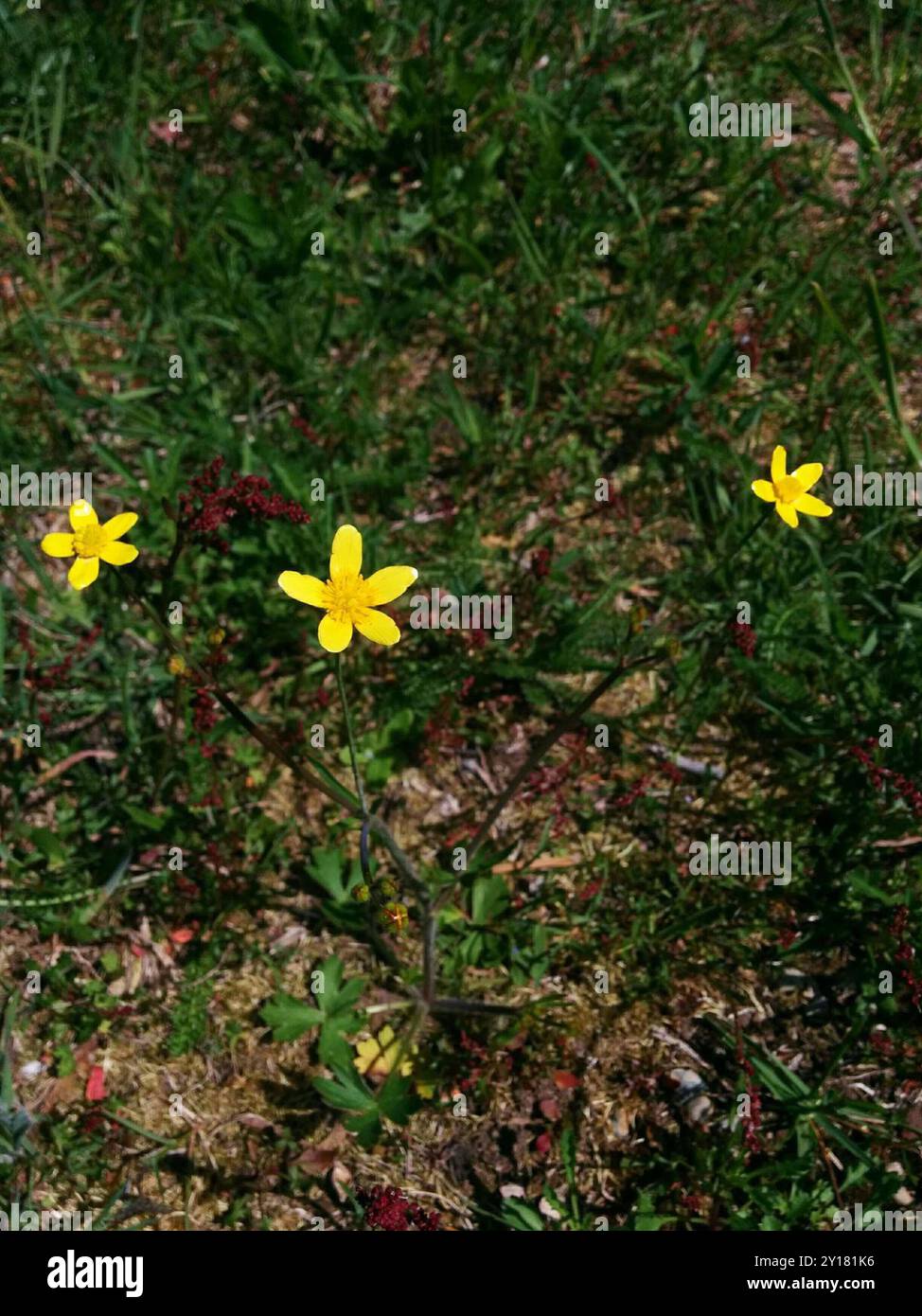 Western Buttercup (Ranunculus occidentalis) Plantae Stock Photo - Alamy
