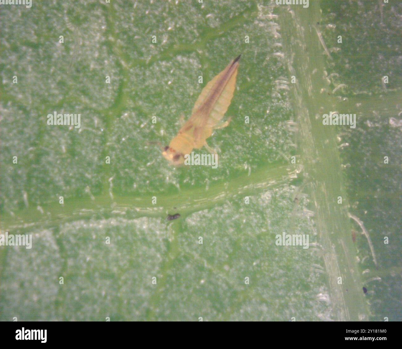 Chilli Thrips (Scirtothrips dorsalis) Insecta Stock Photo - Alamy