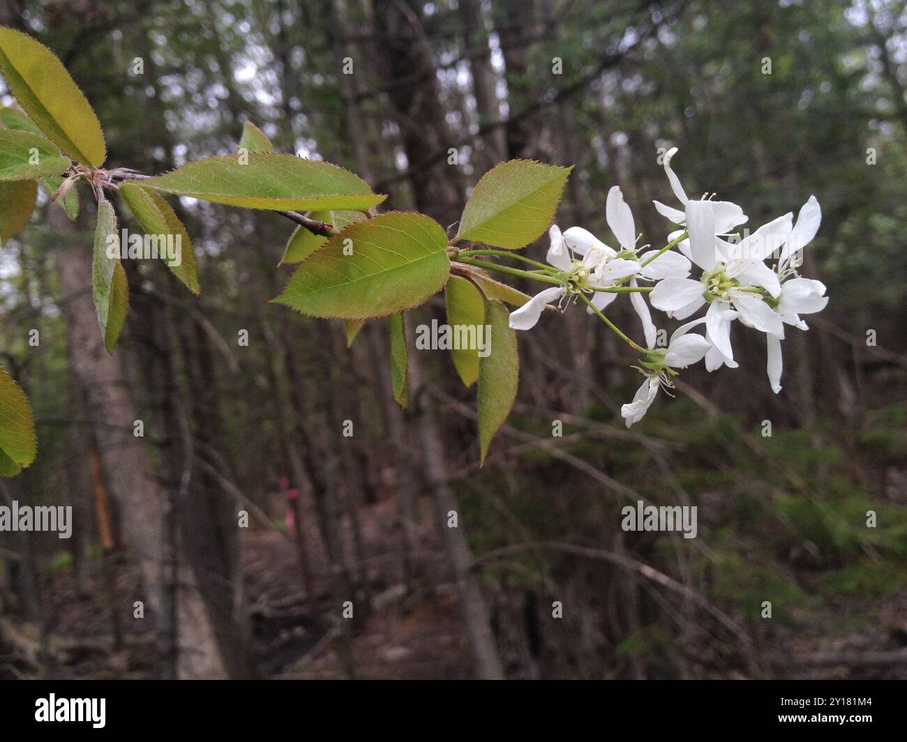 common serviceberry (Amelanchier arborea) Plantae Stock Photo - Alamy