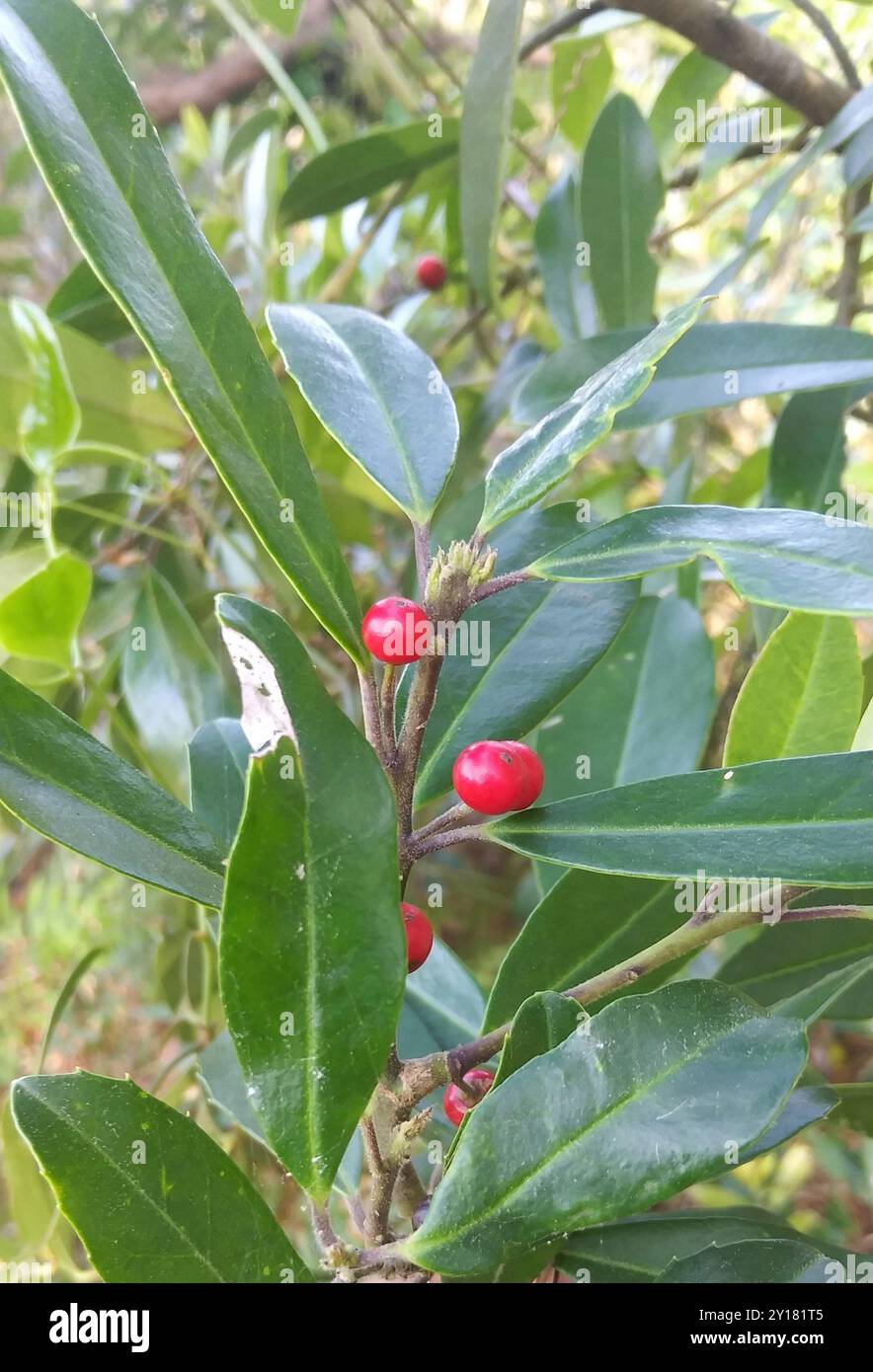 dahoon holly (Ilex cassine) Plantae Stock Photo - Alamy