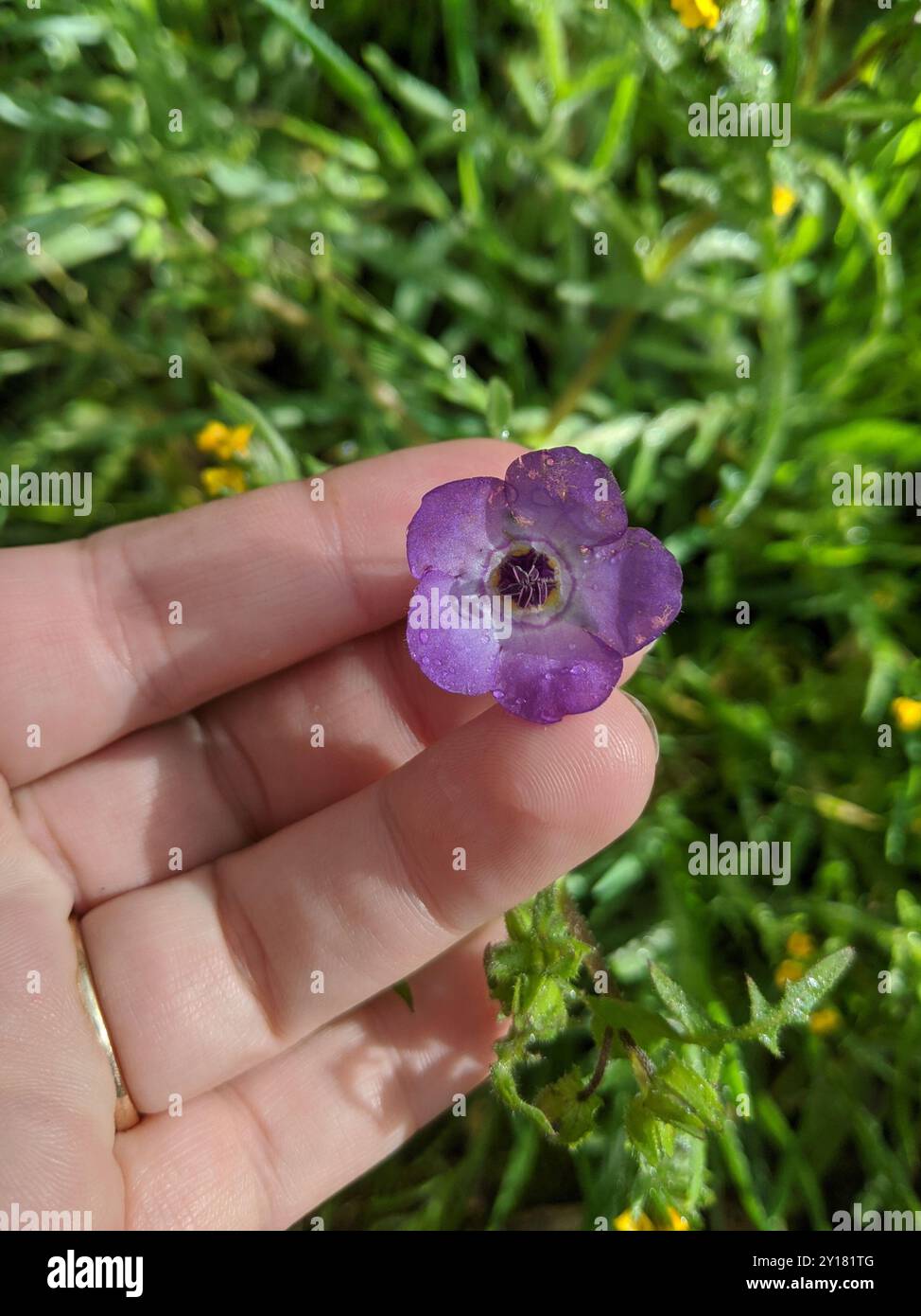 Fiesta Flower (Pholistoma auritum) Plantae Stock Photo - Alamy