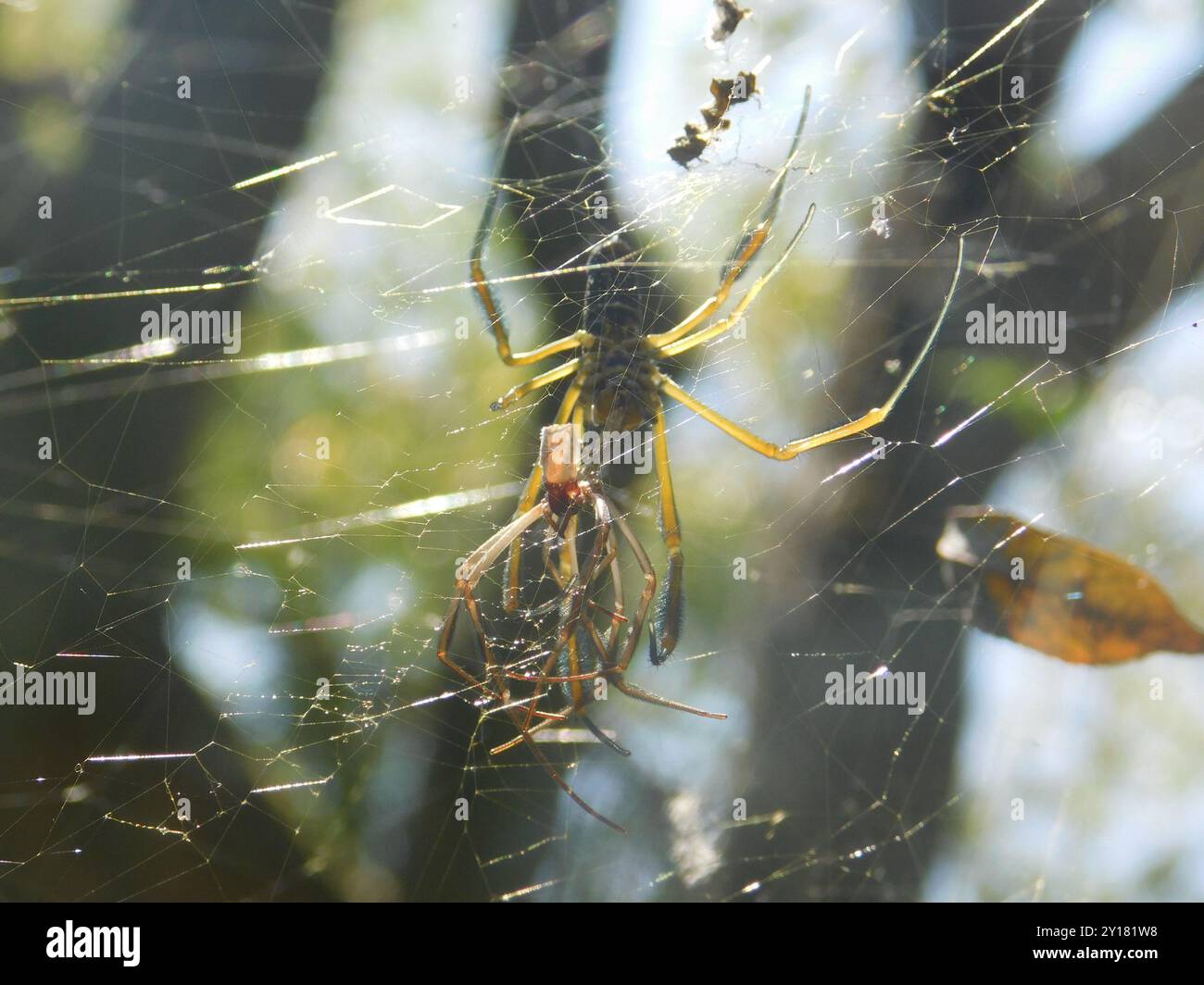 Golden Silk Spider (Trichonephila clavipes) Arachnida Stock Photo - Alamy